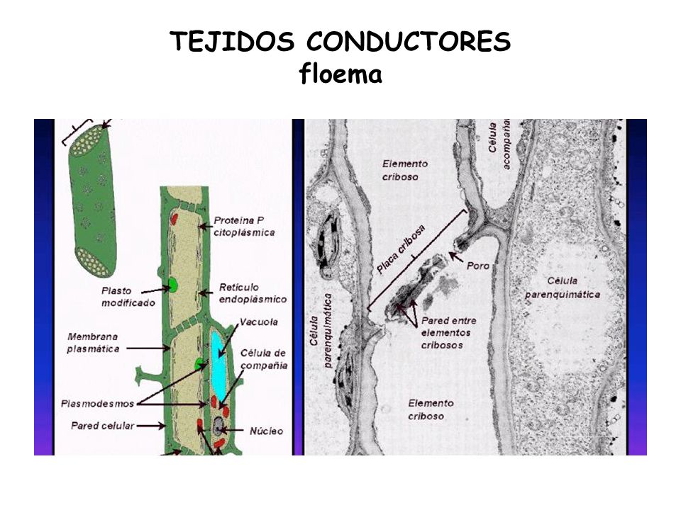 Ciencias Naturales CEUJA 17
