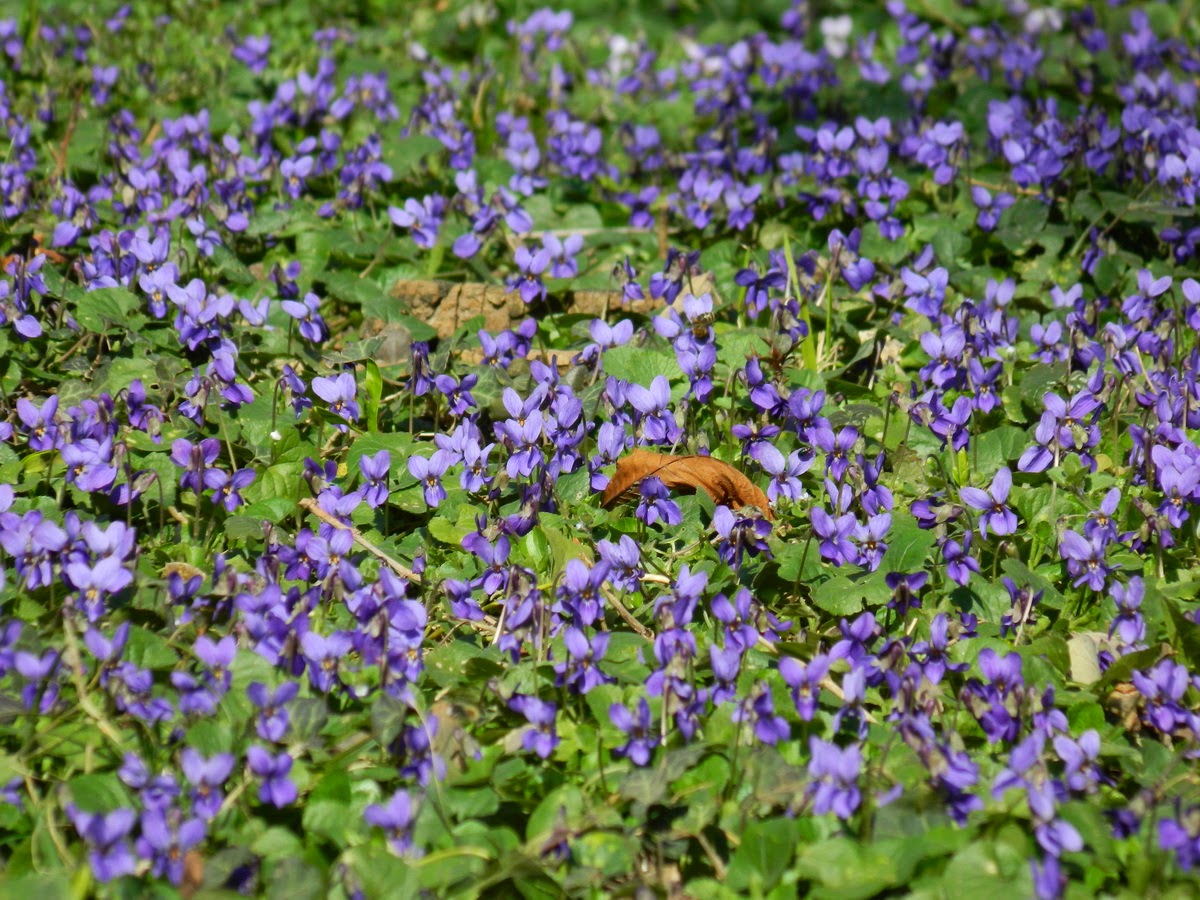 LA MULTI ANI, ROMANIA!: "Invazie" de toporasi