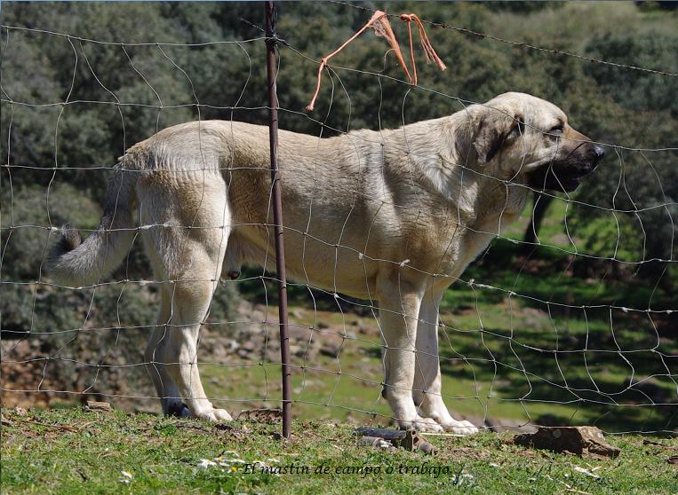 El Mastín Español de Campo y Trabajo: Pesos y medidas del mastín ...