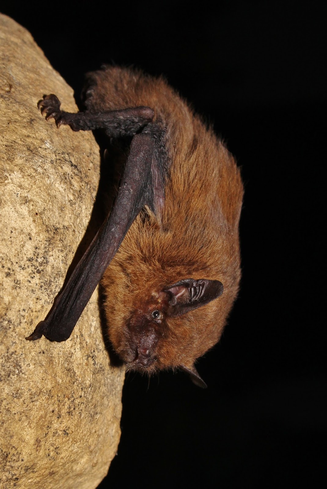 Mammals of Cyprus - Τα θηλαστικά της Κύπρου by George Konstantinou ...