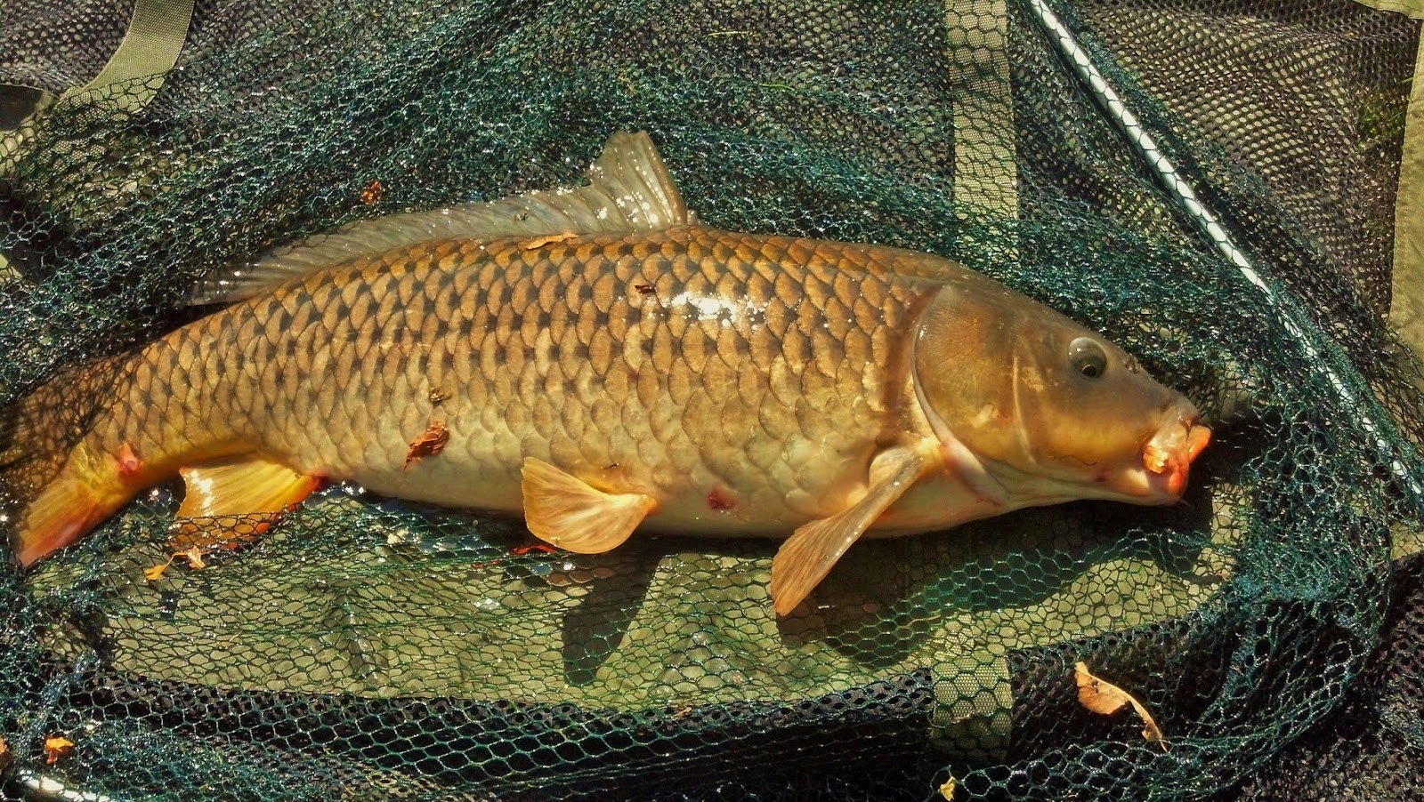 Michigan Carp Fishing Blog: Morning Carp Session