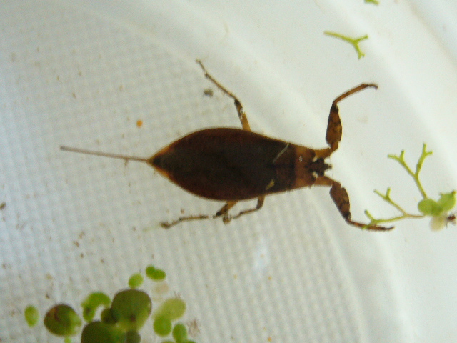 BIOTOPIA-VNT: TÆGER