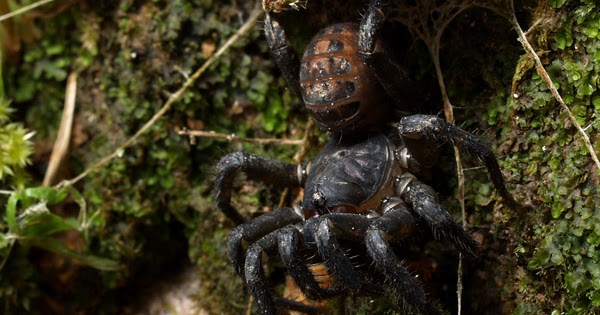 Real Monstrosities: Mesothele Spider