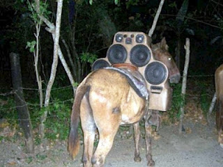 Donkey Having Sound system..!!! - funny pictures,Pakistani political ...