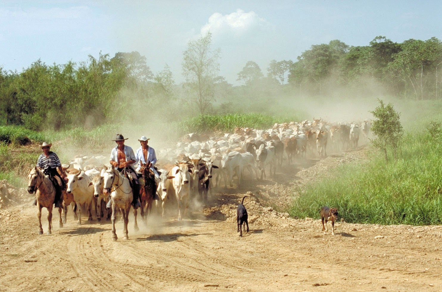 Beni (Panorámica) - Bolivia Magia y Turismo