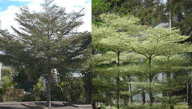 PEMBEKAL RUMPUT MALAYSIA: BUCIDA MOLINETI