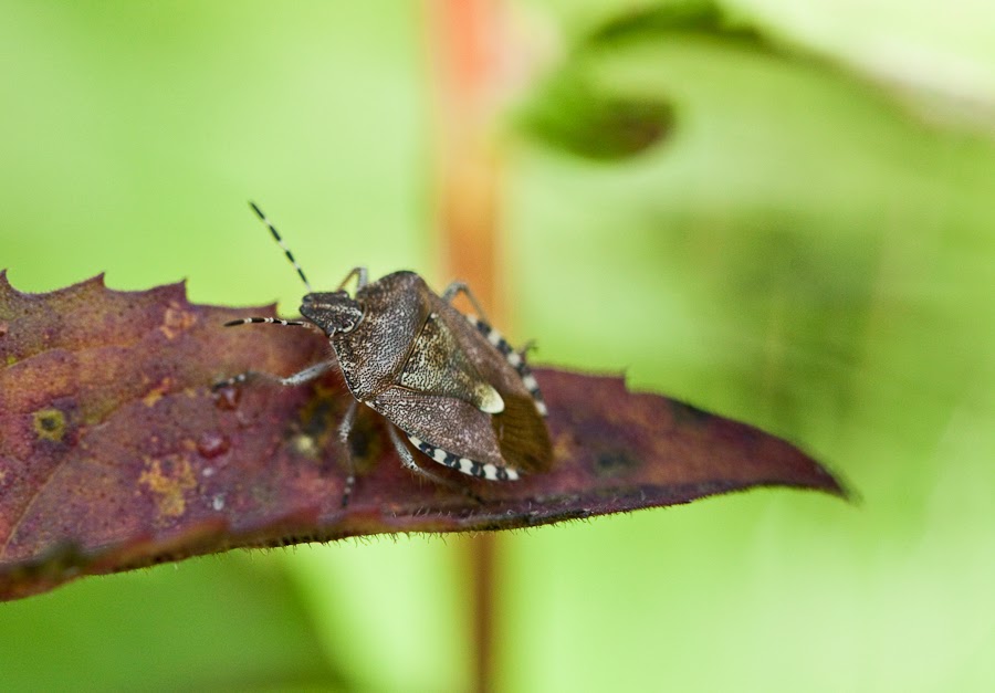 Pehmyt piirto: Luteita löytyy