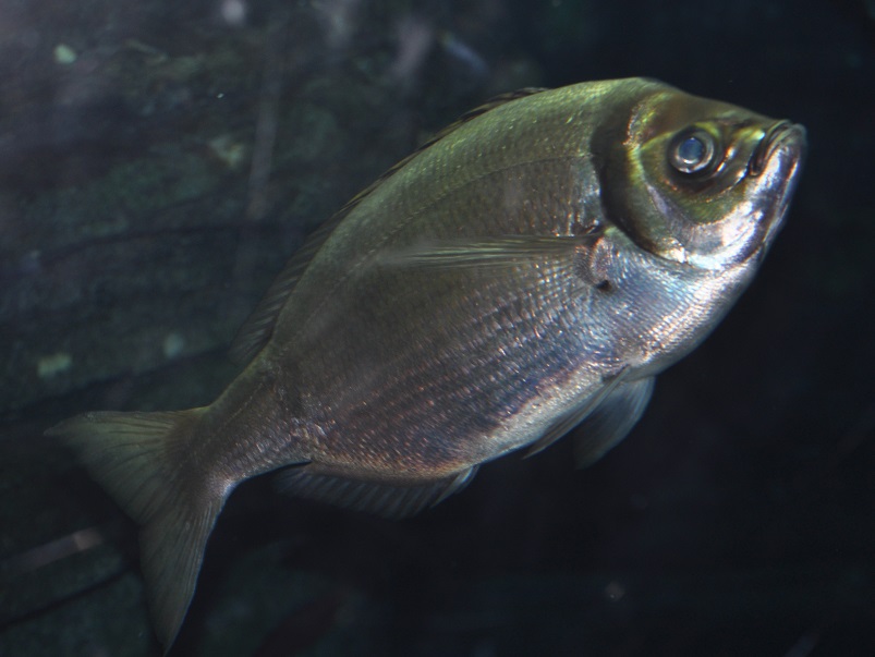 ZOOTOGRAFIANDO (6.100 ANIMALS): FRANSMADAM (Boopsoidea inornata)