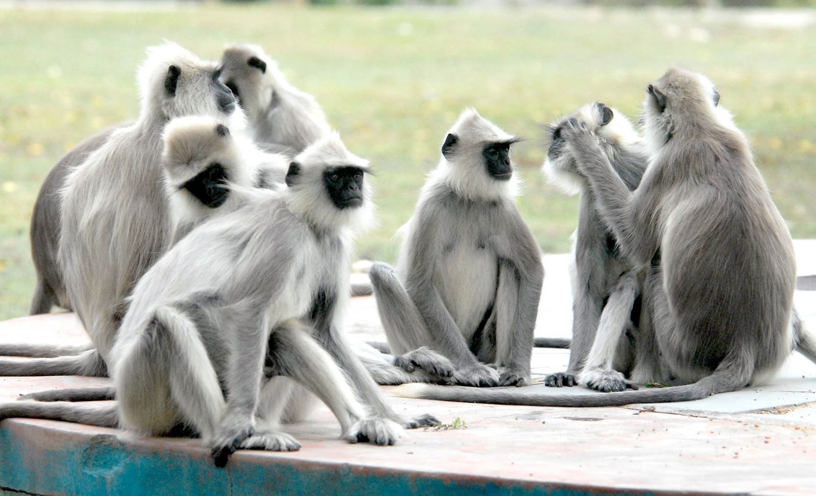 Malnad Writer: Animals in action