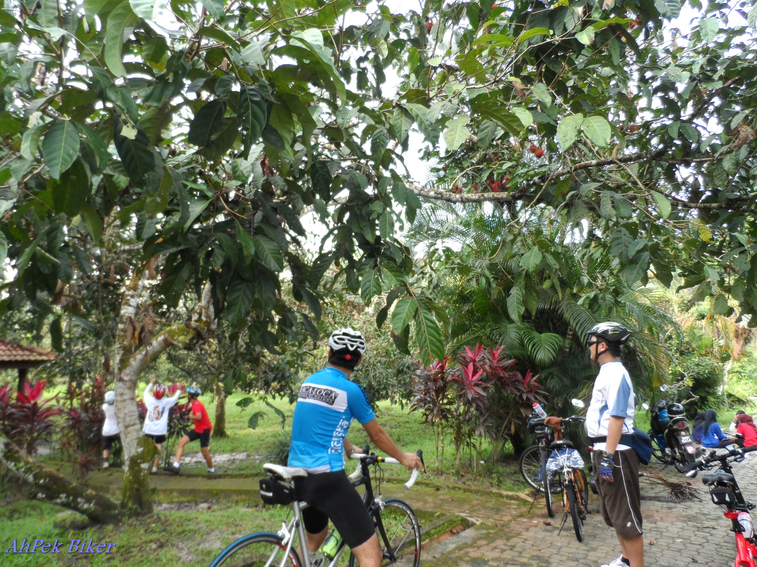 AhPek Biker - Old Dog Rides Again: 2012