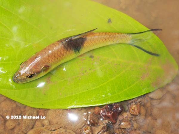 The rainforests of Borneo & Southeast Asia: Fishes of Upper Segama ...