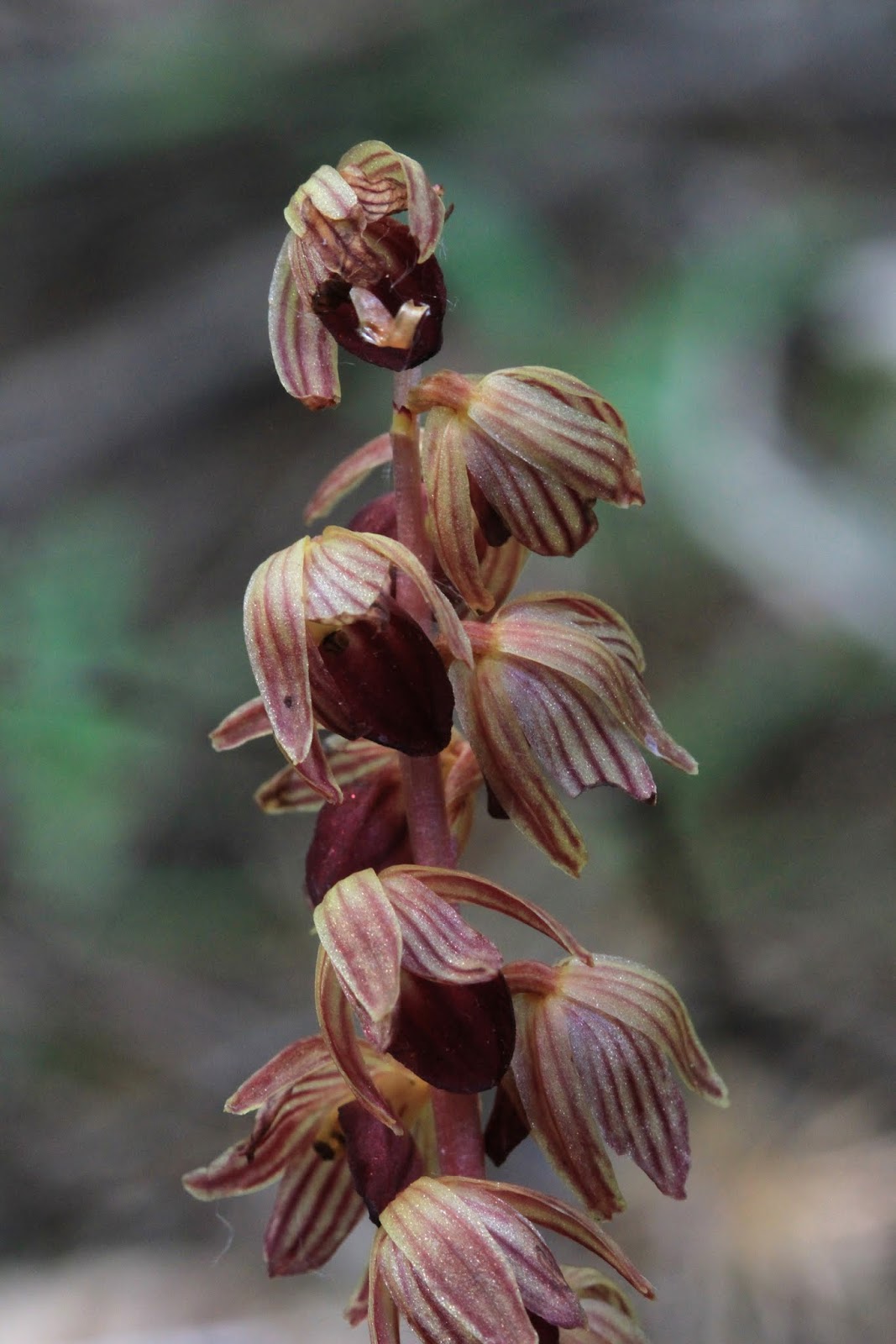 Native Orchids of the Pacific Northwest and the Canadian Rockies (and ...