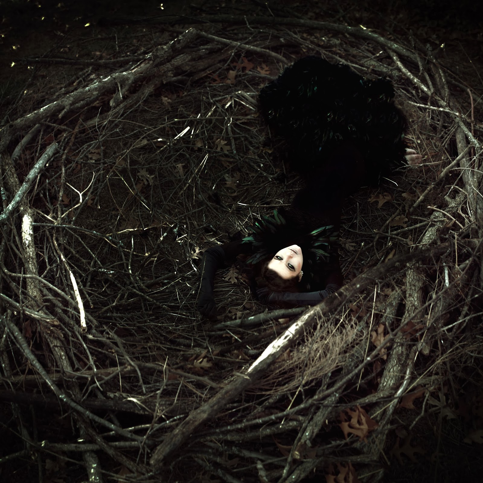 Delicate Wings | J. Plott