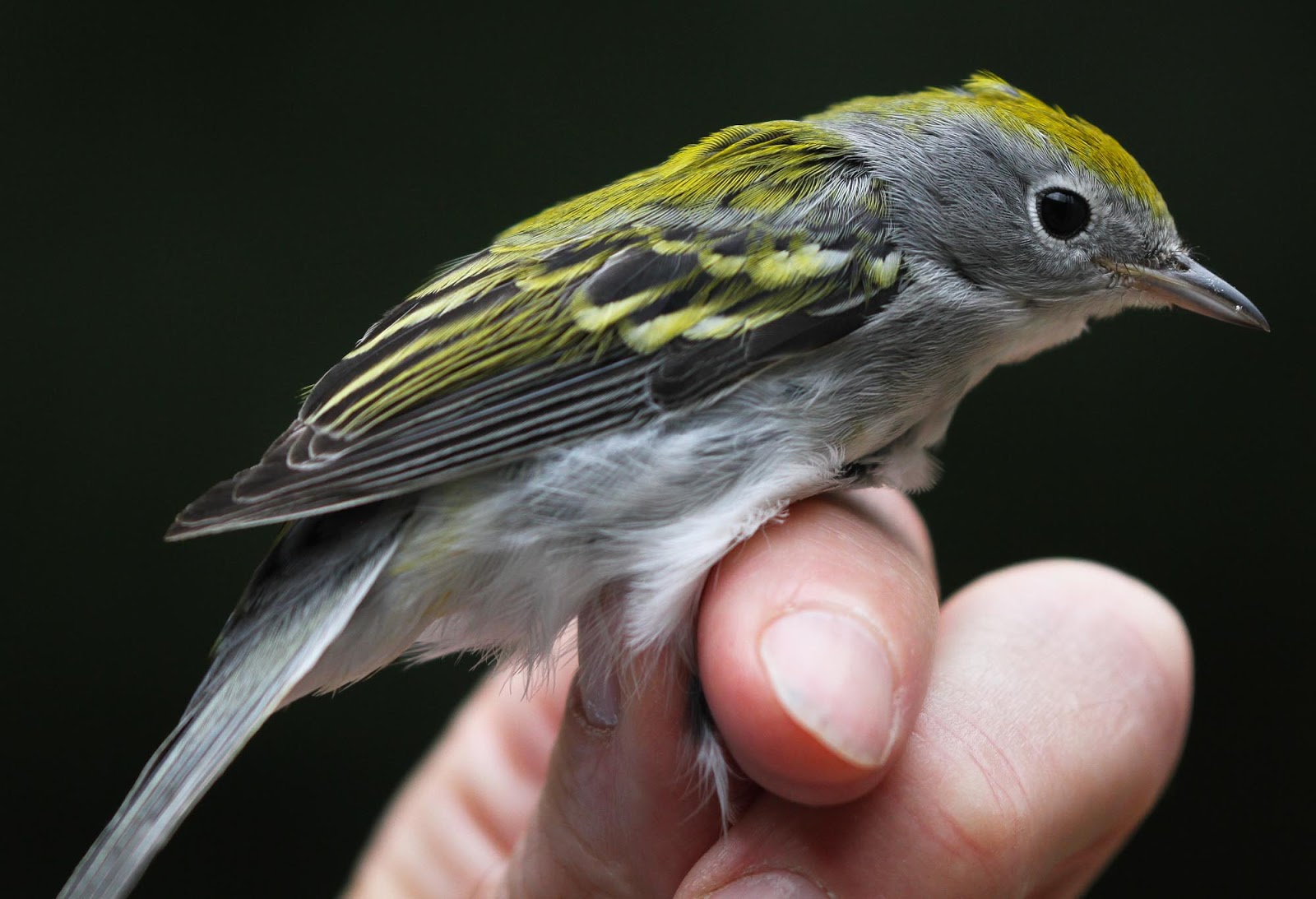 All of Nature: Confusing Fall Migrating Warblers
