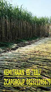 Manfaat Sari Tebu Murni | Es Sari Tebu Murni (CV.ZCAFGROUP) | Peluang ...