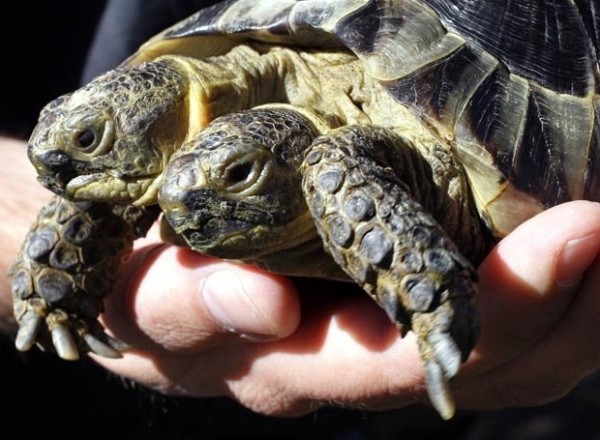 Janus, the Two-Headed Turtle - Oddity News