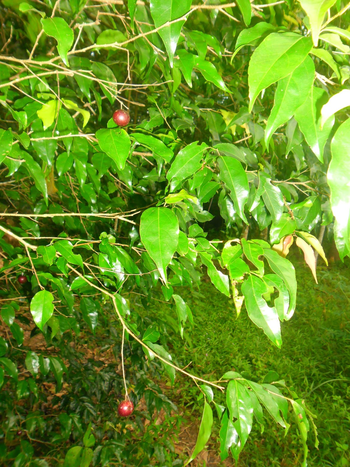 namakucella: BUAH REKUP.....BUAH KEKUP