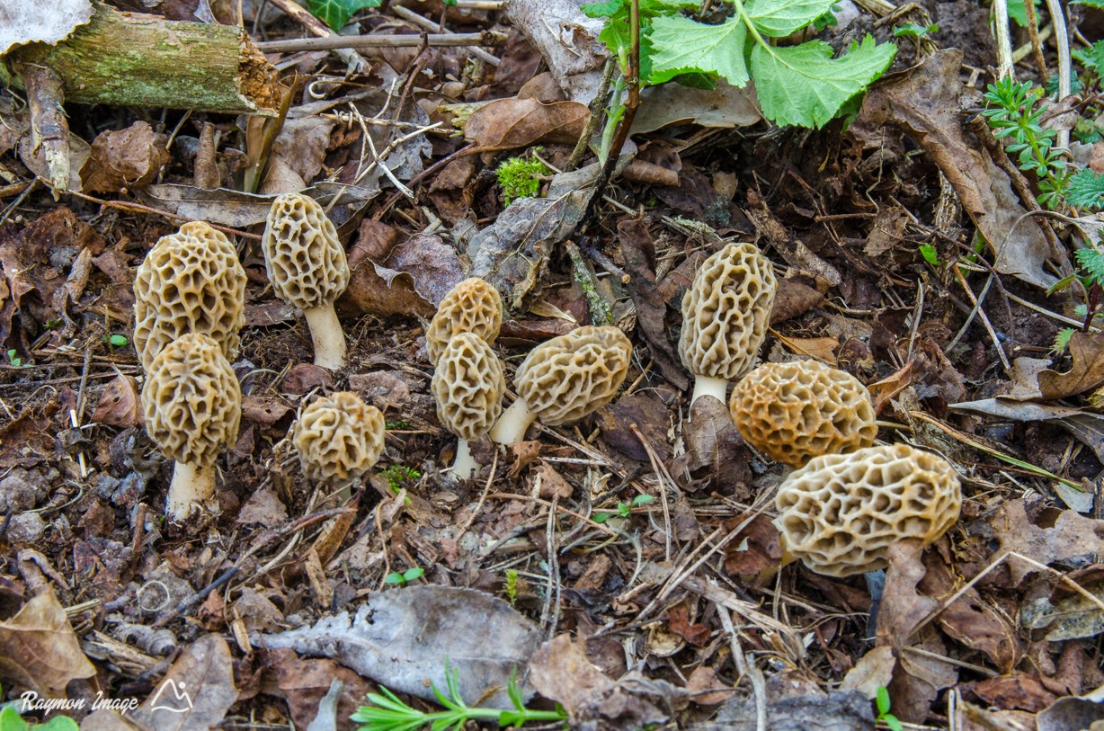 Natura i muntanya: La múrgola de Rivera 2015
