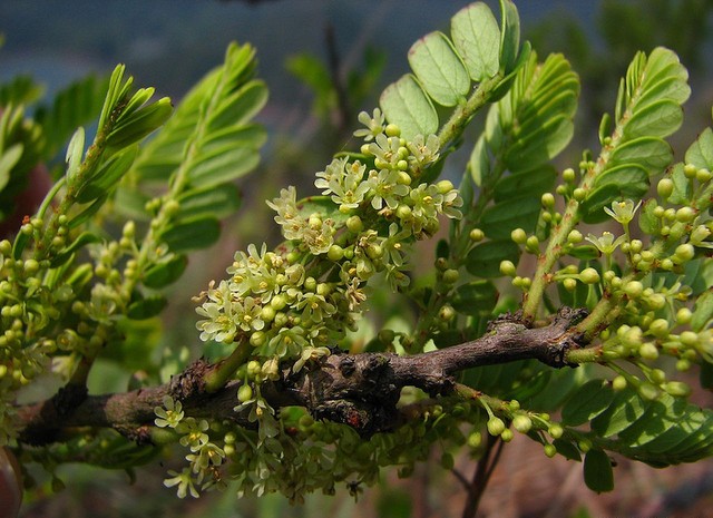 Ayurvedic Gyan: #Awla आँवला (Phyllanthus emblica)