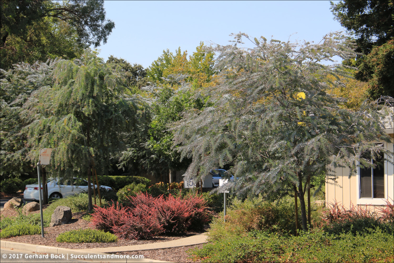 Another favorite tree: Acacia baileyana aka Cootamundra wattle