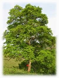 El cuexcomate: La pagua (Persea schiedeana)