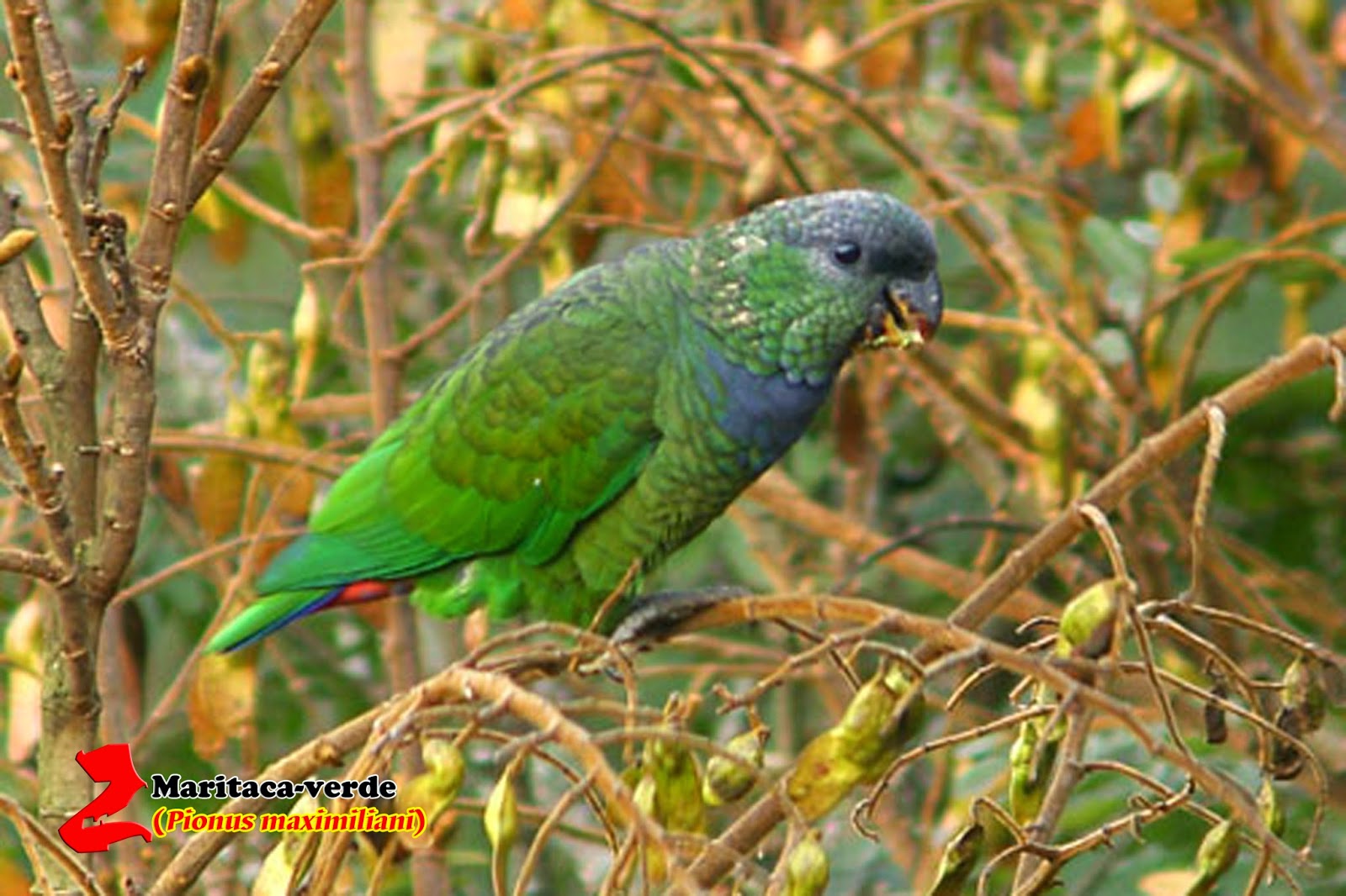 Brazilian Birds: Psittacidae Parte 3