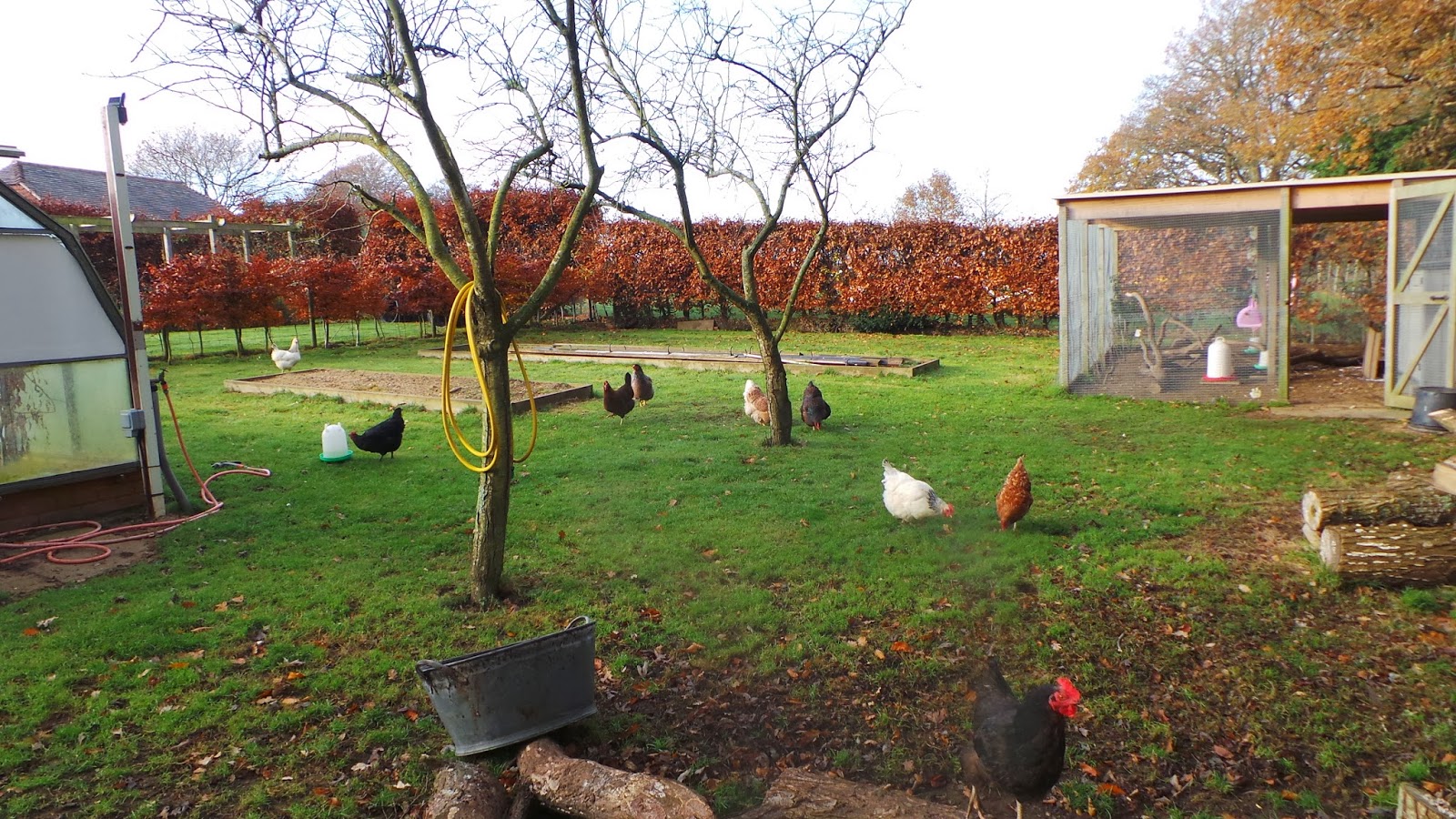 OBay Shelties: Chicken-topia 2013
