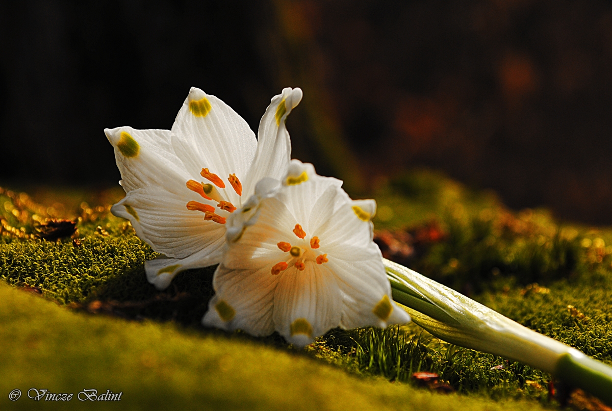 Vincze Bálint Photography
