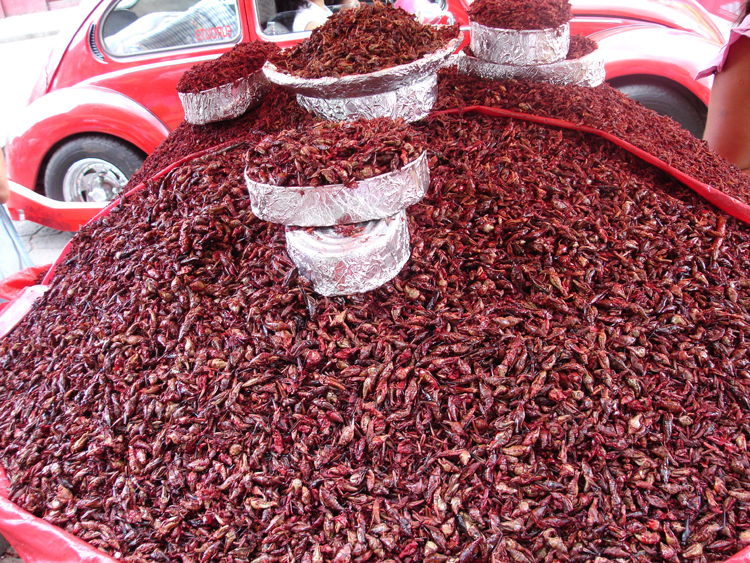 Naturalista Irreverente de Tehuacán: EL CHAPULÍN