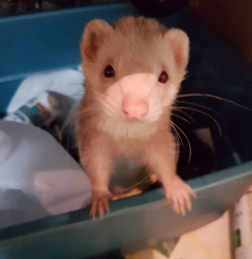 Ferrets North Adoptables