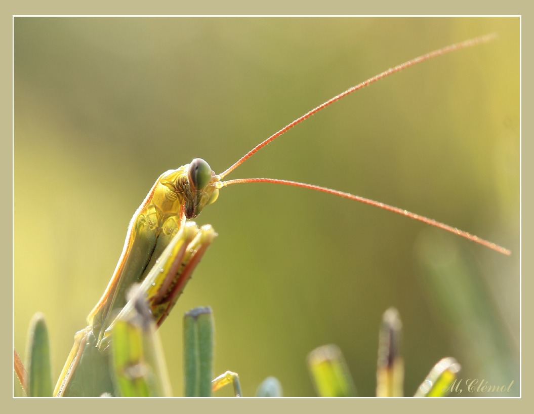 la petite bête du jour