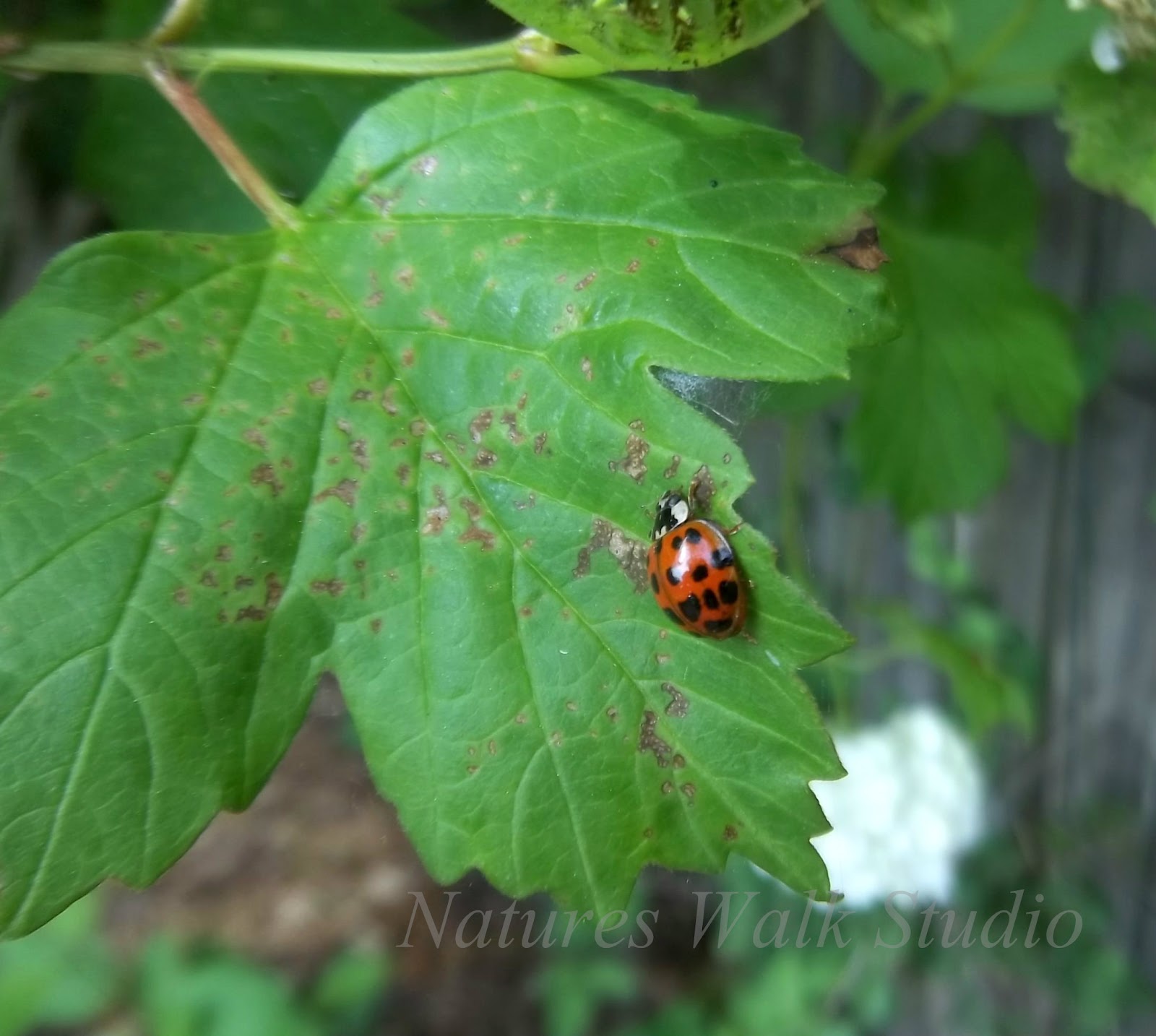 Natures Walk Studio: HuMp DaY Haiku - Ladybug
