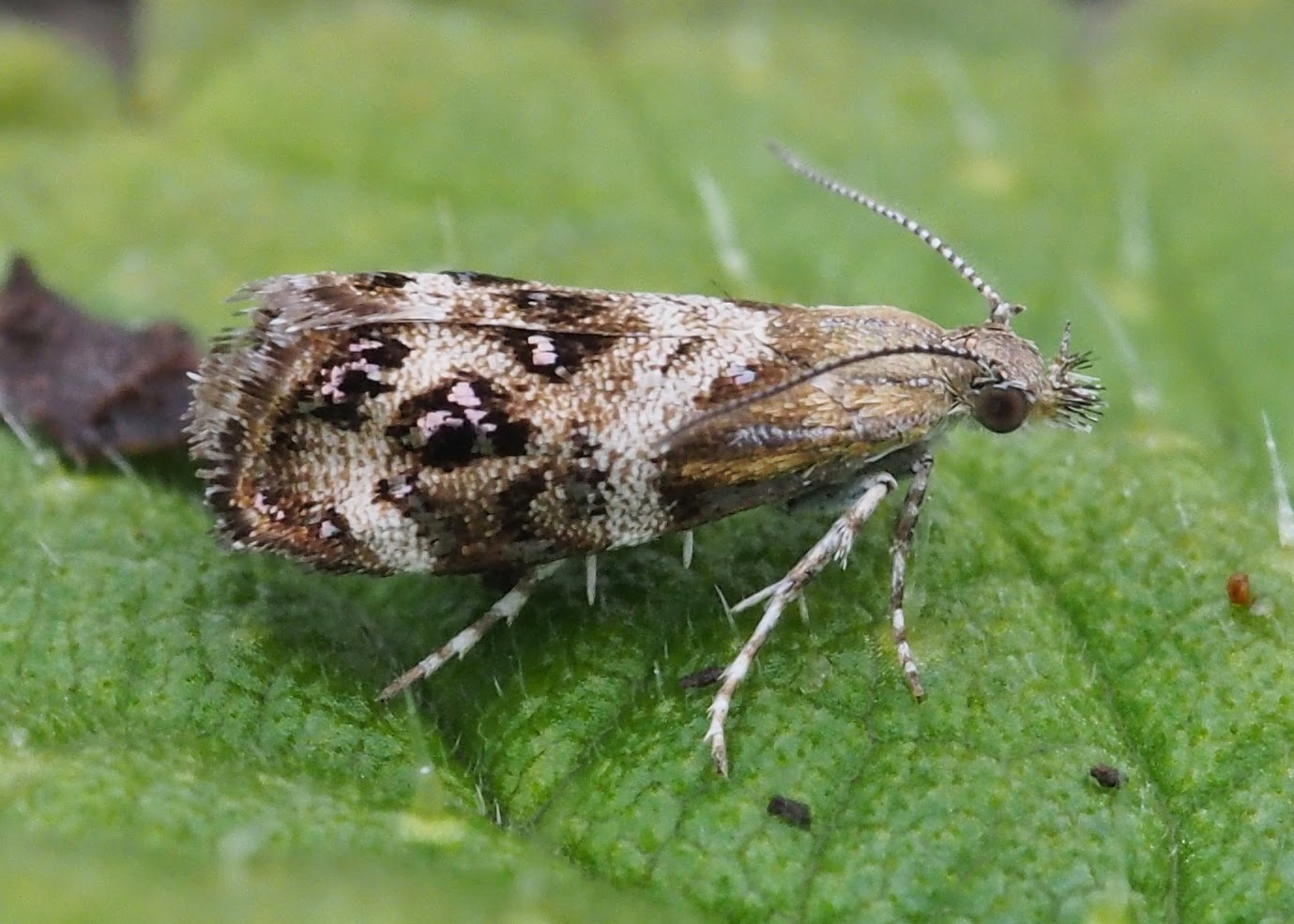 Bill's Birding: Tebenna micalis