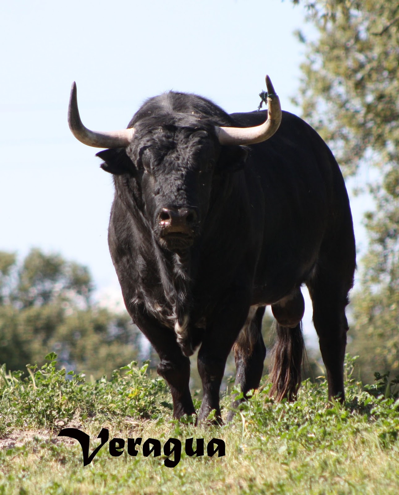 Encastes Bravos: El Jaral de la Mira: Ibanes toledanos