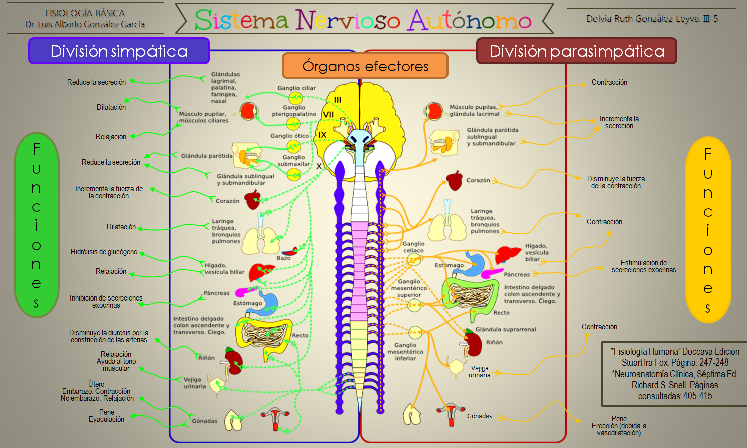 Fisiológicamente hablando.: Tema 9.9. Sistema Nervioso Autónomo ...