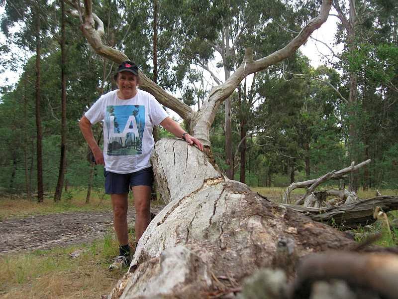 TRACKS, TRAILS AND COASTS NEAR MELBOURNE : Wattle Park in late Spring