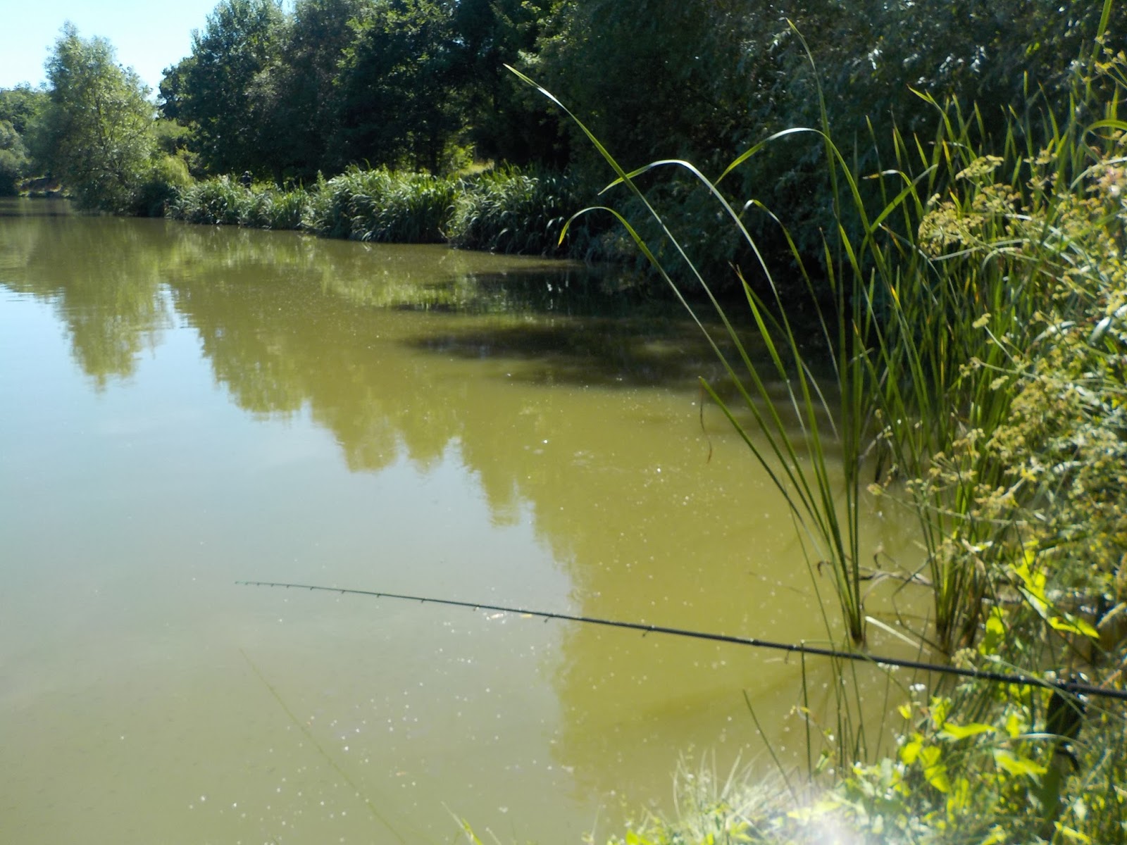 Ken's Fishing Tales: 2017 14 July 2nd Chittenden, Edenbridge, Kent
