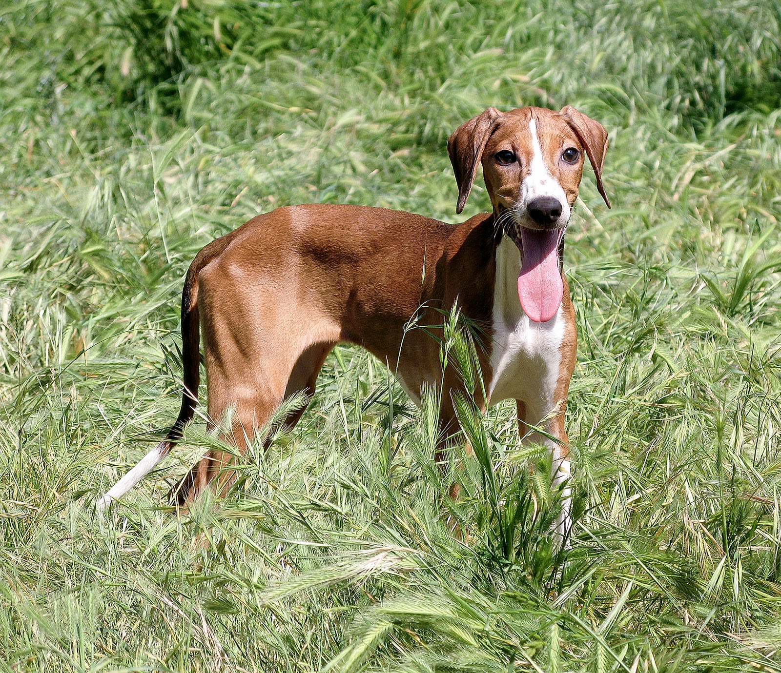 1000+ images about Azawakh on Pinterest | Greyhounds, Rare Dog Breeds ...