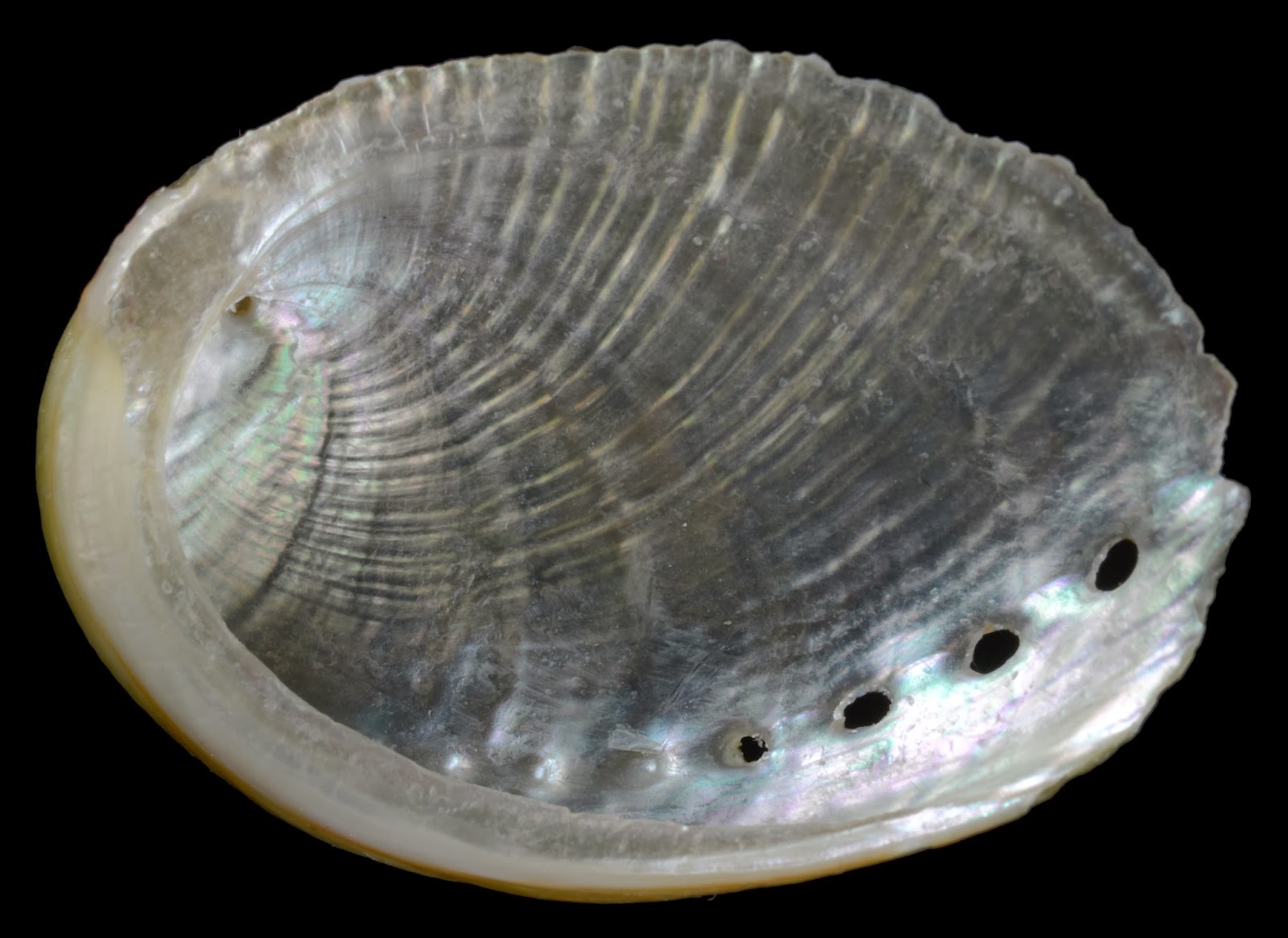 Dr. Lee's Gallery Museum: Haliotis glabra 36.39mm 菲律賓鮑螺