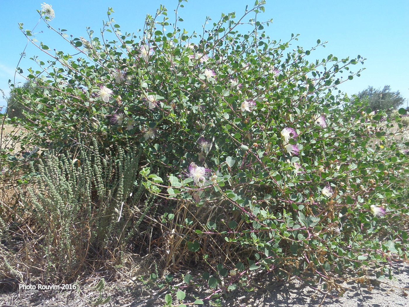 ΡΟΔΟΣυλλέκτης: Κάππαρις η ακανθώδης: Ο καρπός του βράχου!!! (Όλα για ...
