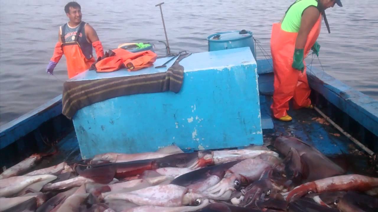 ANPP Animales y Plantas de Perú: Pota o Calamar Gigante - Dosidicus gigas