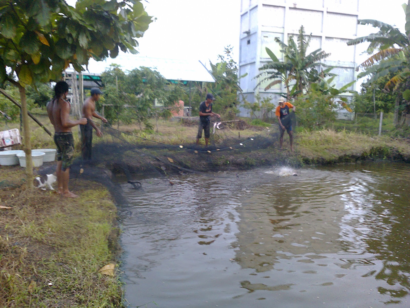 MINA POLITAN: Prospek Budidaya Ikan Patin di Lahan Gambut MINA POLITAN: Prospek Budidaya Ikan Patin di Lahan Gambut