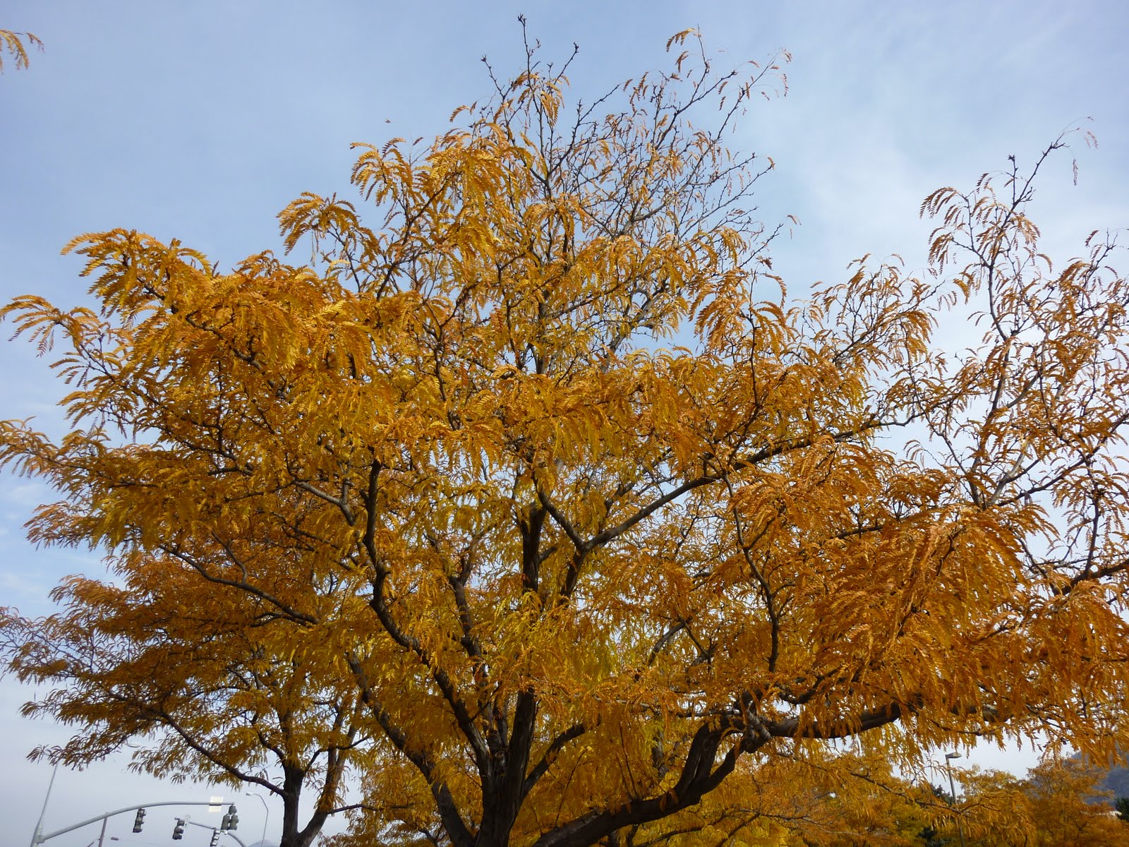 A Place to Share: Fall color shots while walking in Provo