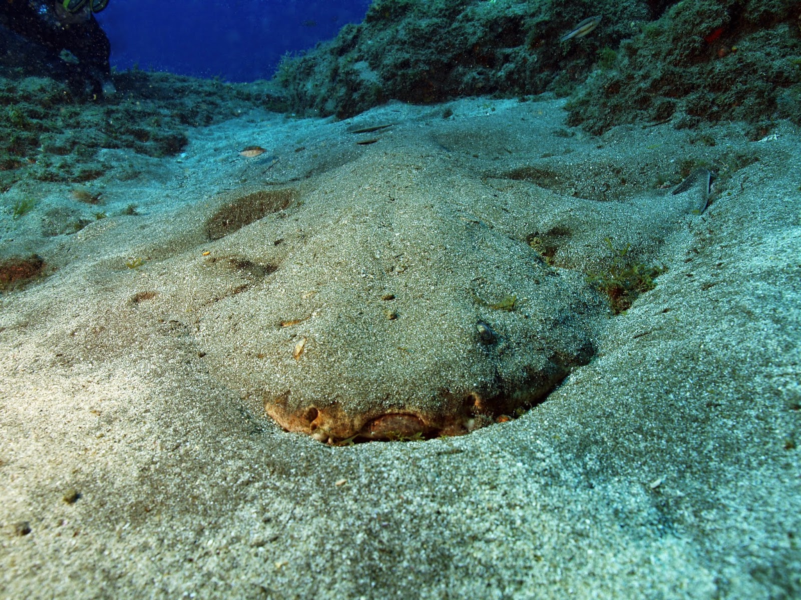 Protejamos las Maravillas del Mar: EL TIBURÓN ÁNGEL O ANGELOTE
