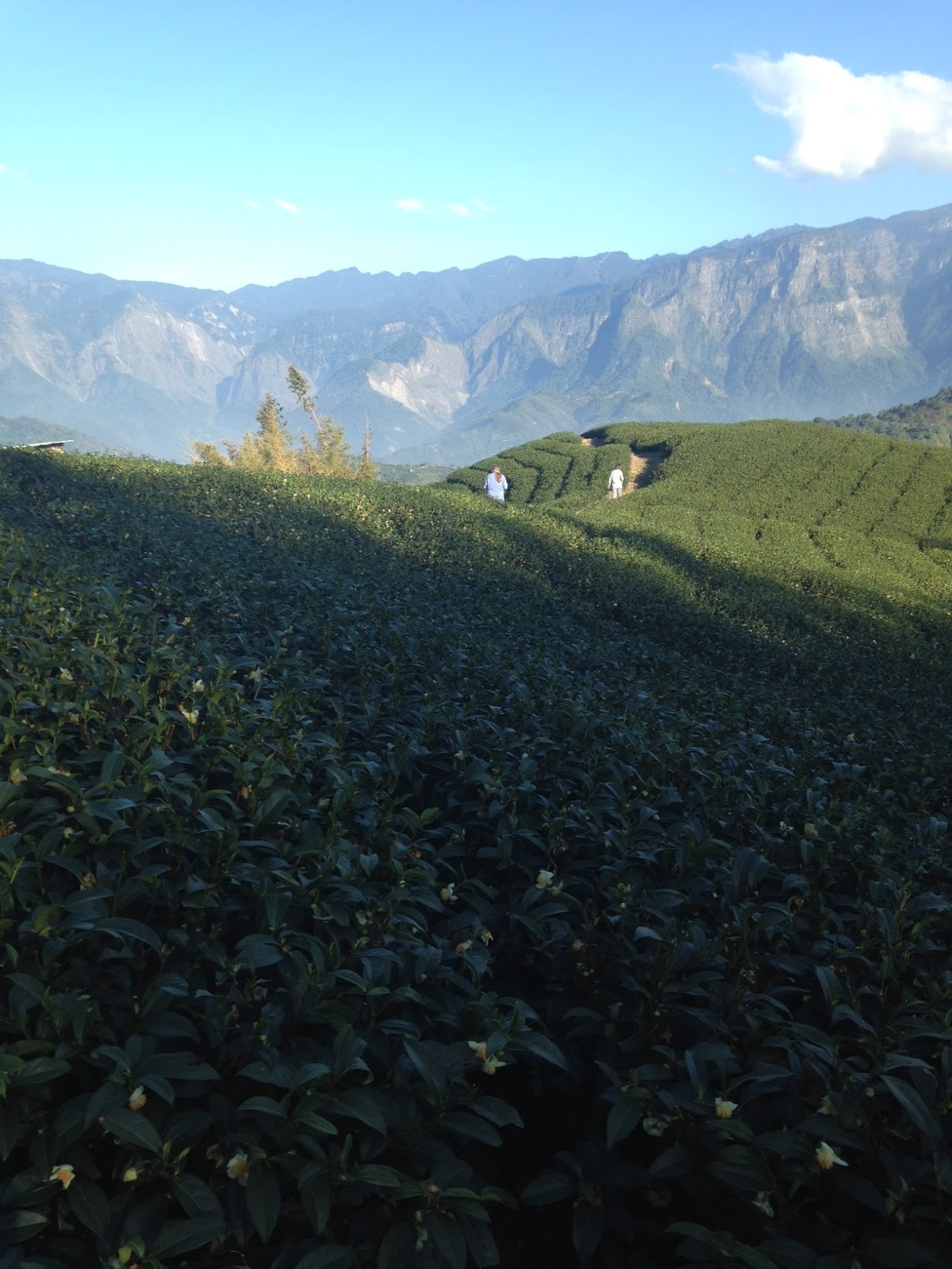 Floating Leaves Tea: 2016 Winter Taiwan Tea Trip: Meishan