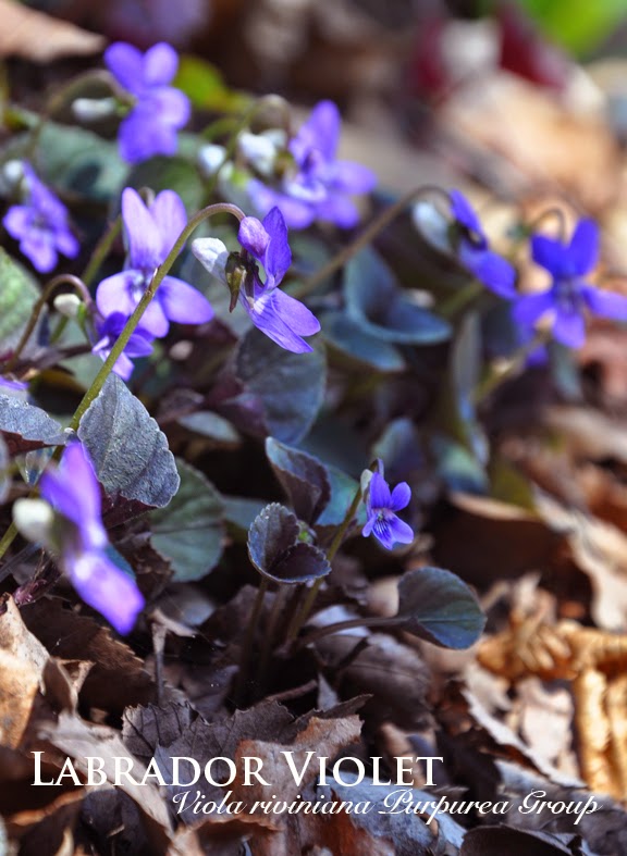 Three Dogs in a Garden: Sweet Spring Violets