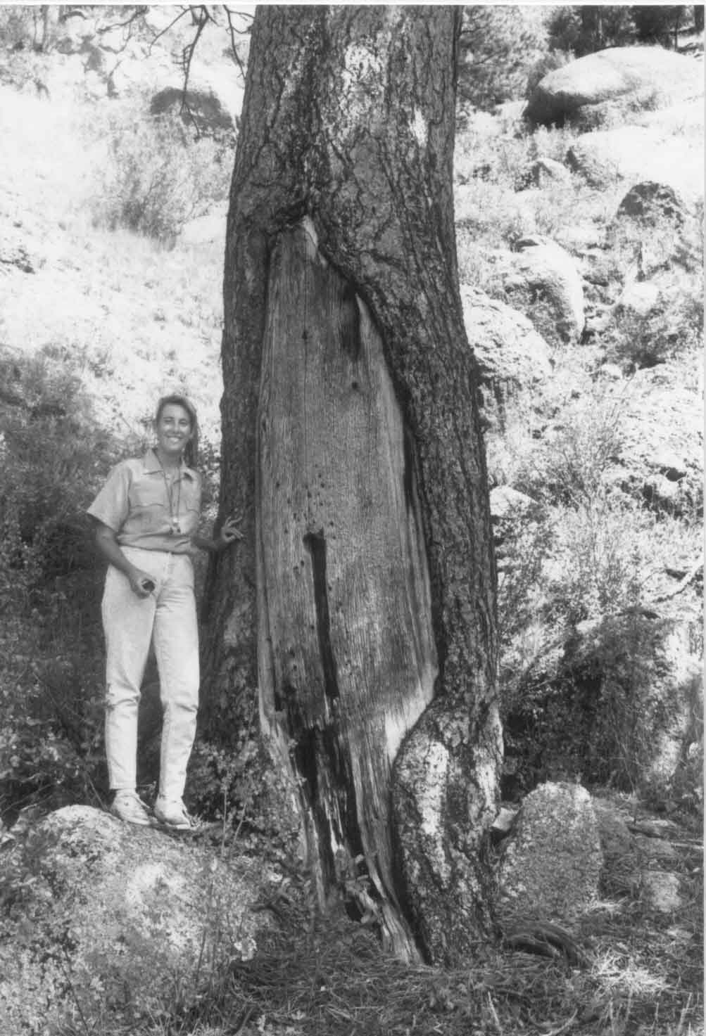Colorado Earth Science: Living Archaeology: Culturally Scarred Trees ...