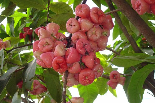 Jambo - Syzygium jambos