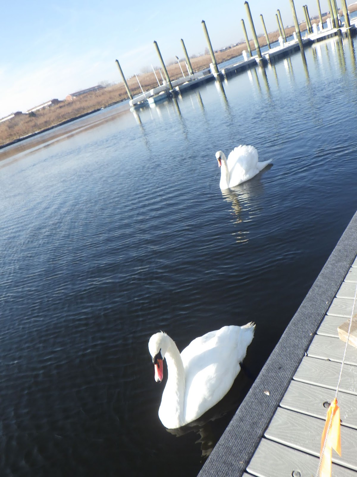 Frogma: Marine Park Bridge OOPS I mean Gerritsen Creek Paddle Feb. 3 ...