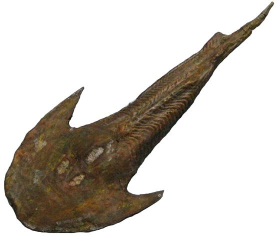 Life Before the Dinosaurs: Cephalaspis.